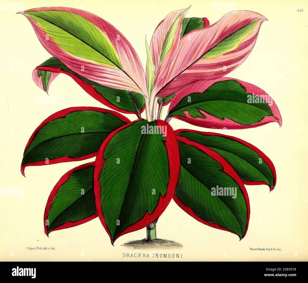 Dracaena thomsonii hi-res stock photography and images - Alamy