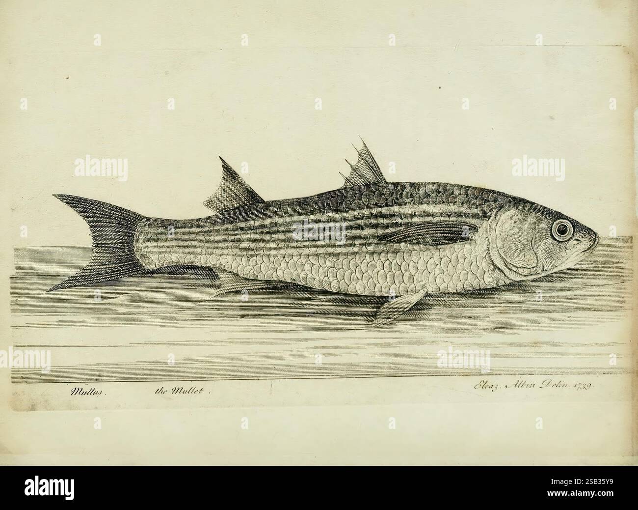 Identifiable lateral line hi-res stock photography and images - Alamy