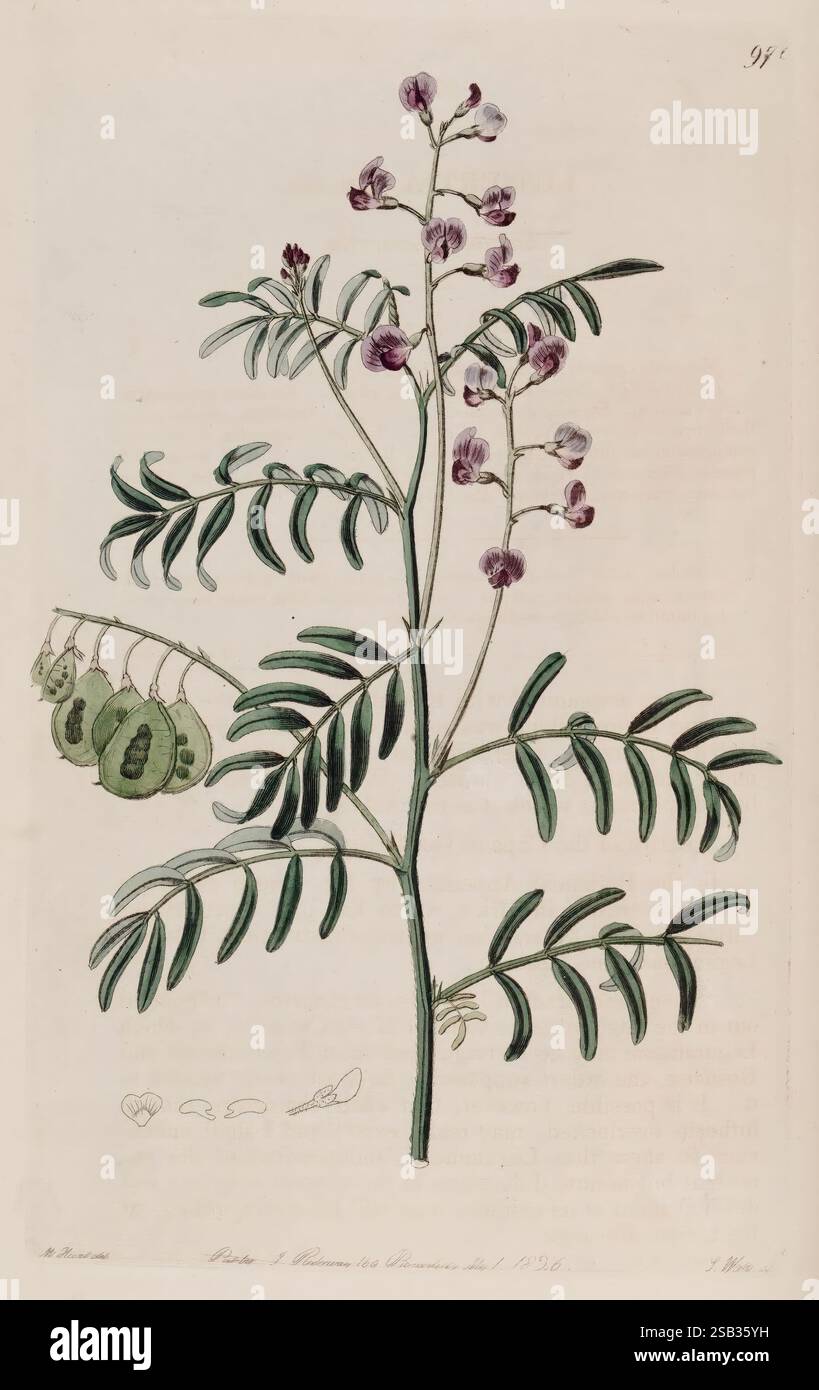 Classic compound leaf formation hi-res stock photography and images - Alamy