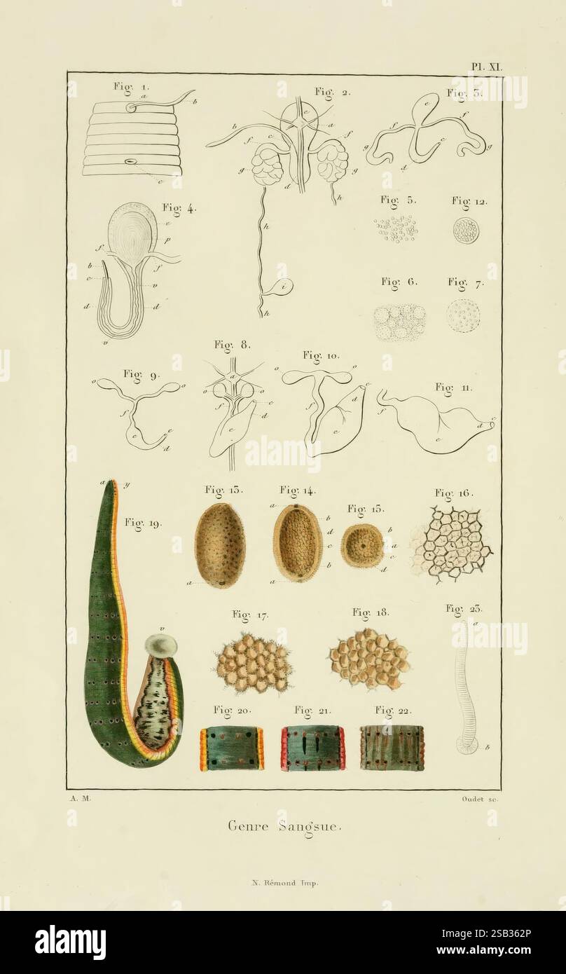 Structure Of Cattle Leech Hirudo Zoology Reciprocal Immune Benefit