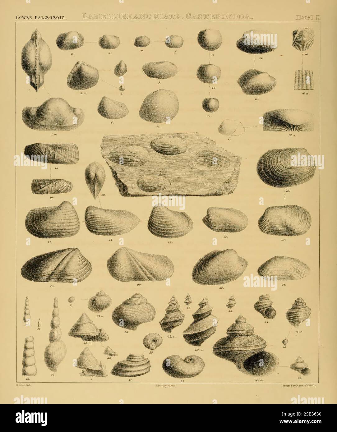 A synopsis of the classification of the British Palæozoic rocks, London ...