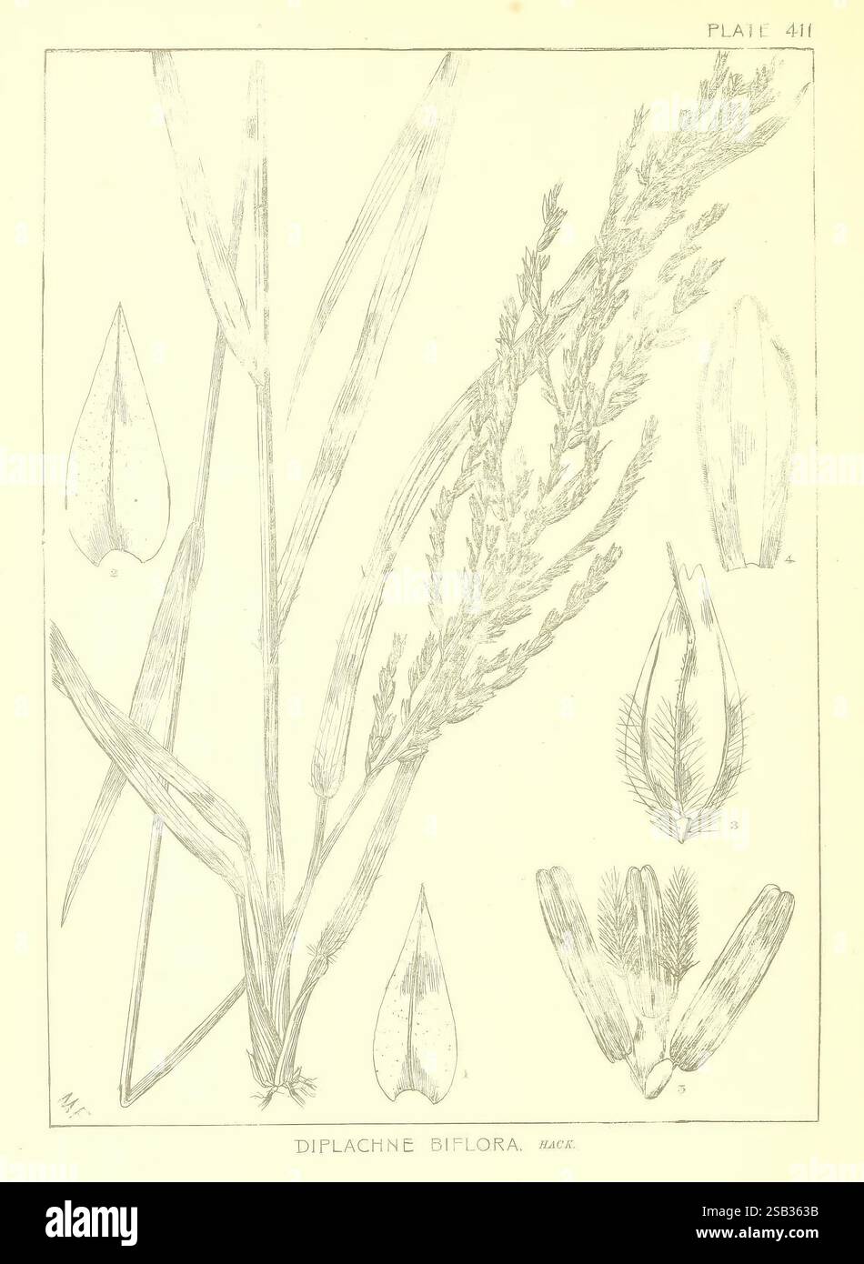 Plant diplachne biflora hi-res stock photography and images - Alamy