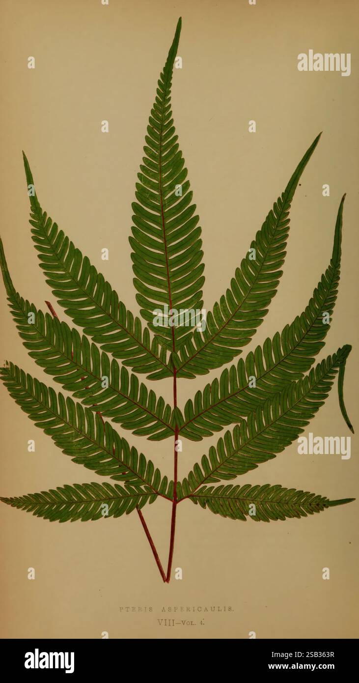 Ferns: British and exotic V.4 London Groombridge and Sons 1856-60 Ferns ...
