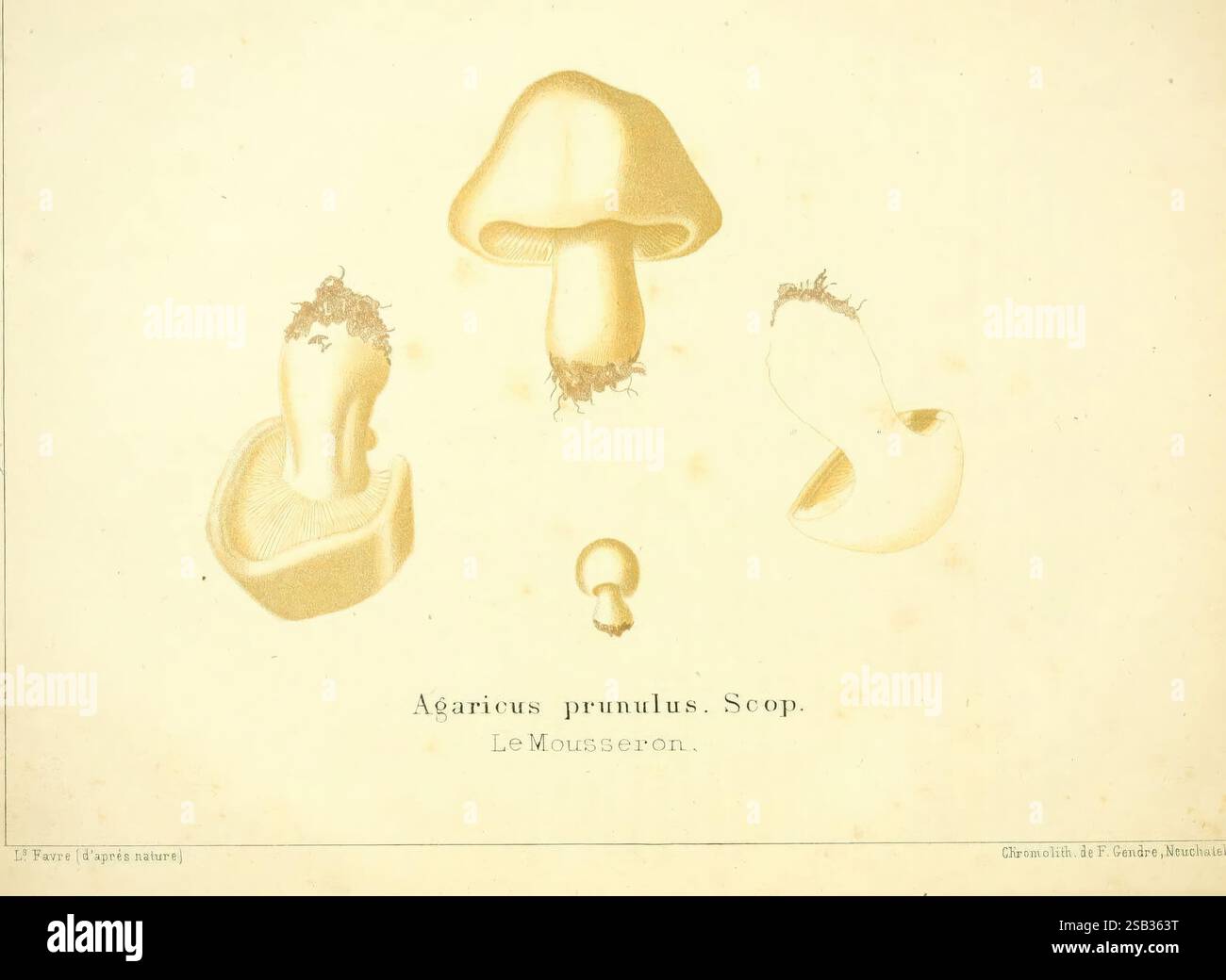 Studying fungal anatomy hi-res stock photography and images - Alamy