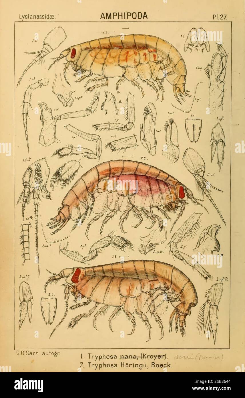 An account of the Crustacea of Norway Christiania A. Cammermeyer 1895 ...