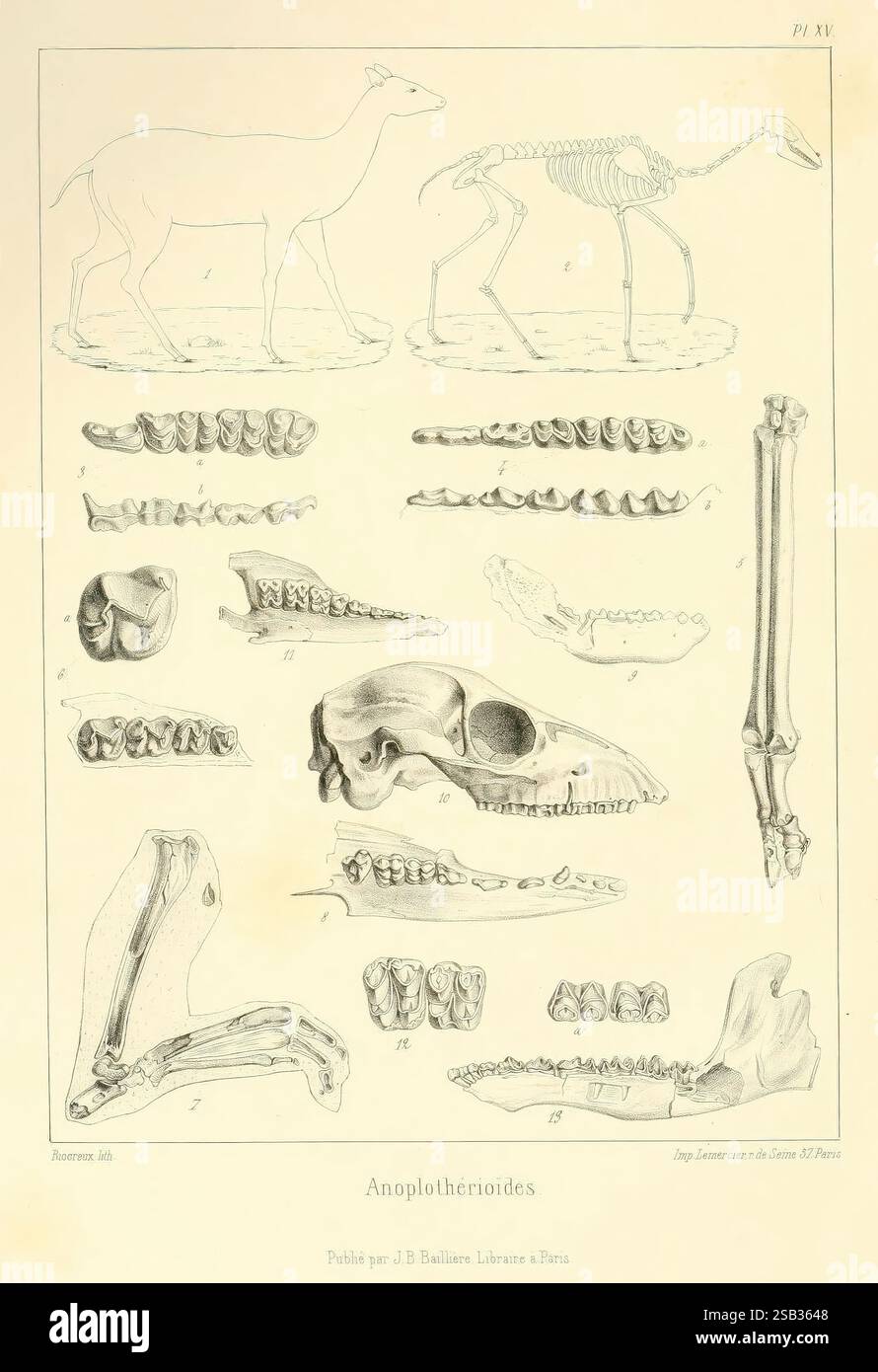 Traité de paléontologie London, H. Ballière, J.-B. Baillière, 1853-1857 ...