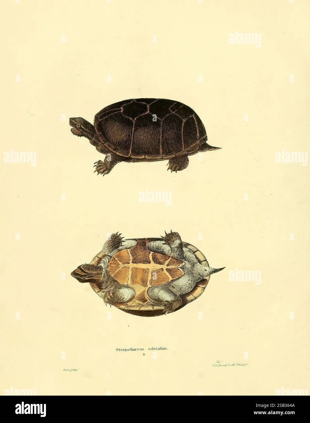 North American herpetology. v.3. Philadelphia, J. Dobson,1836-1840 ...