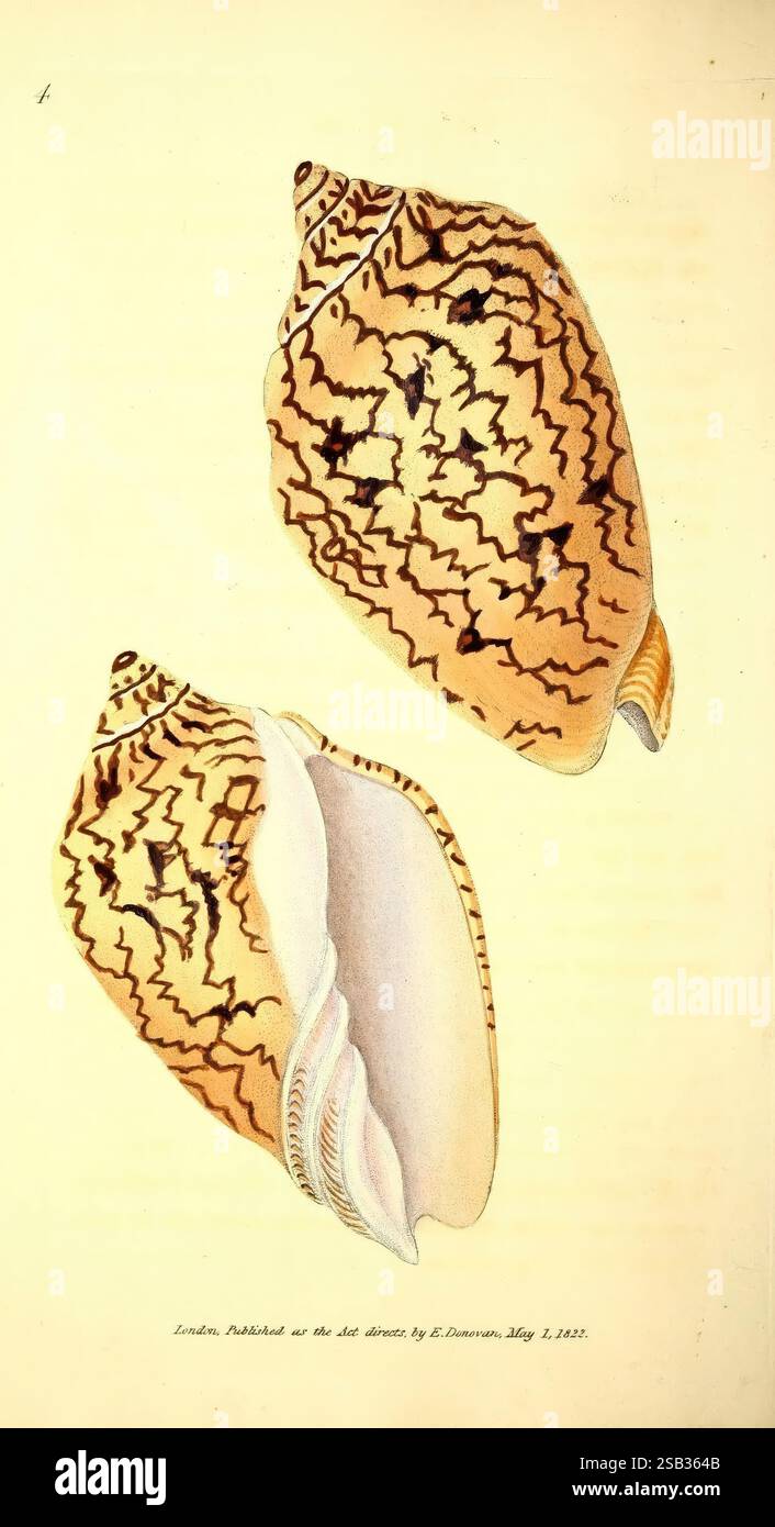 Elegantly designed interior features hi-res stock photography and ...