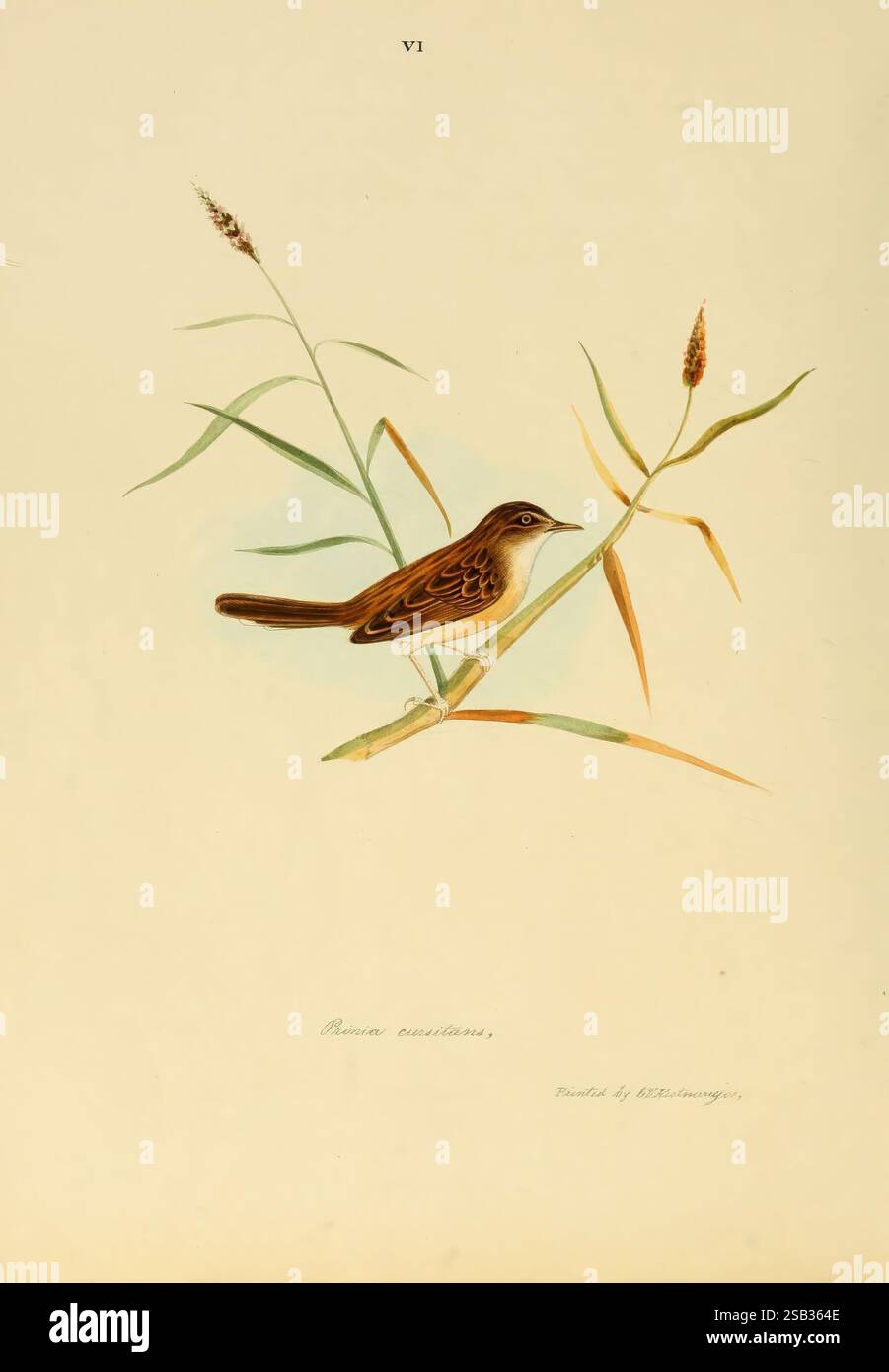 Composition emanates hi-res stock photography and images - Alamy