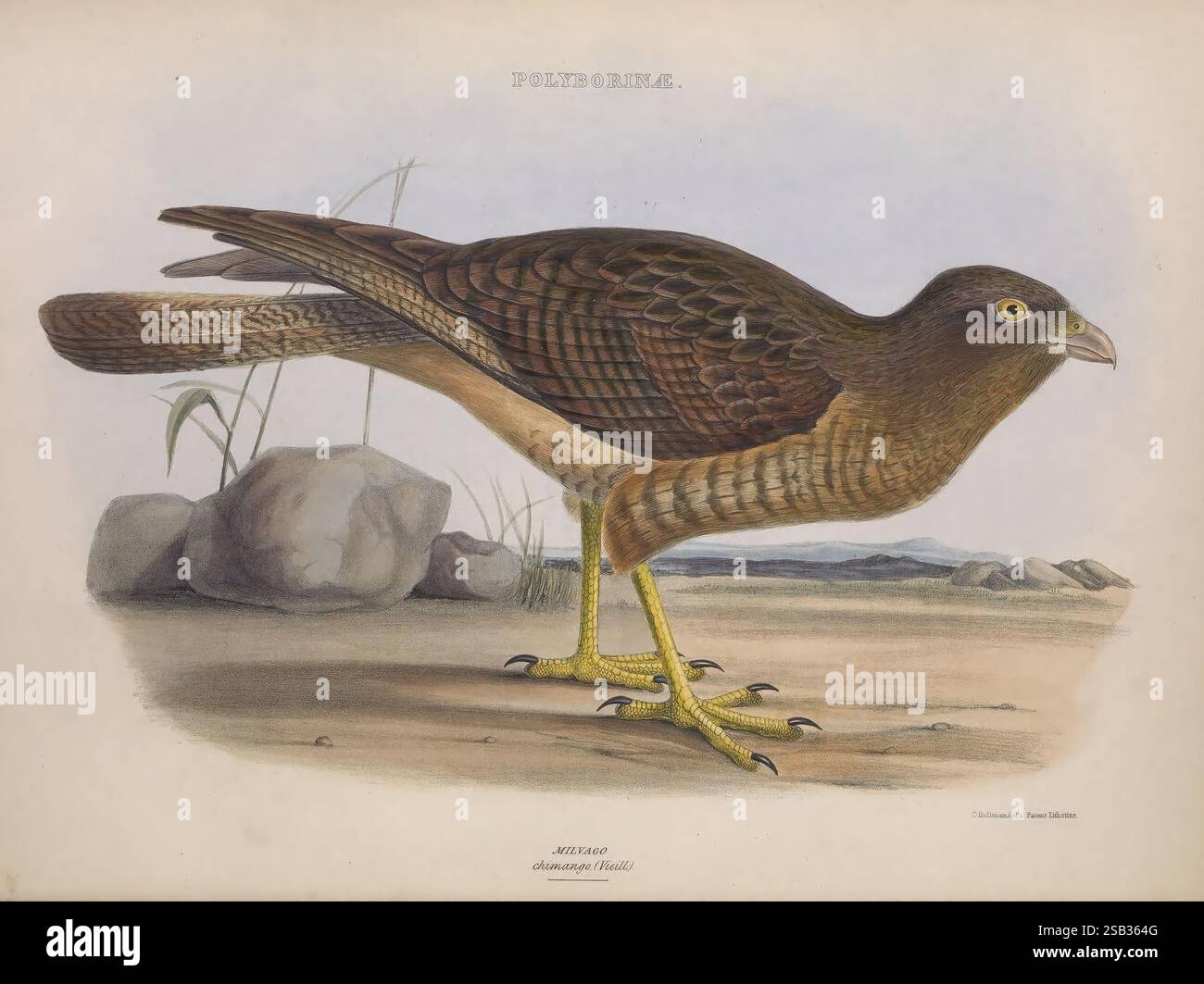 The genera of birds, 1849, birds, behavior classification, pictorial ...