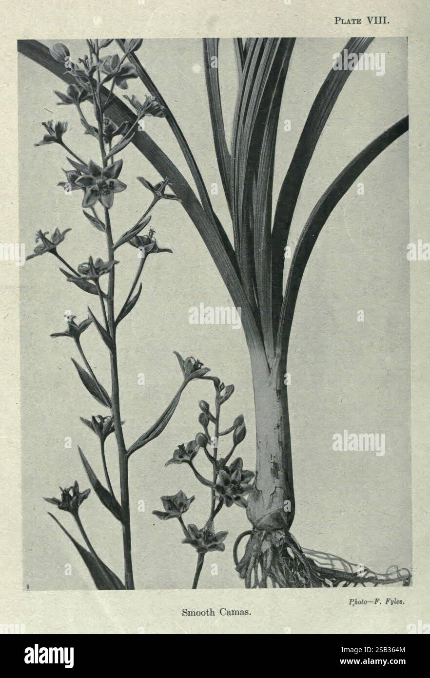 Smooth camas plant hi-res stock photography and images - Alamy