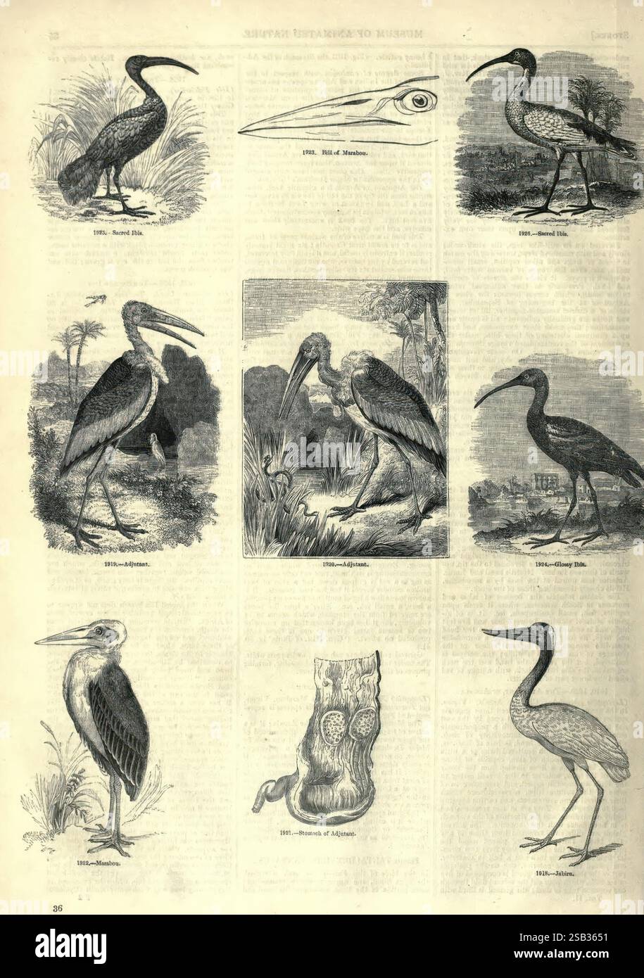 Typical anatomical elements hi-res stock photography and images - Alamy