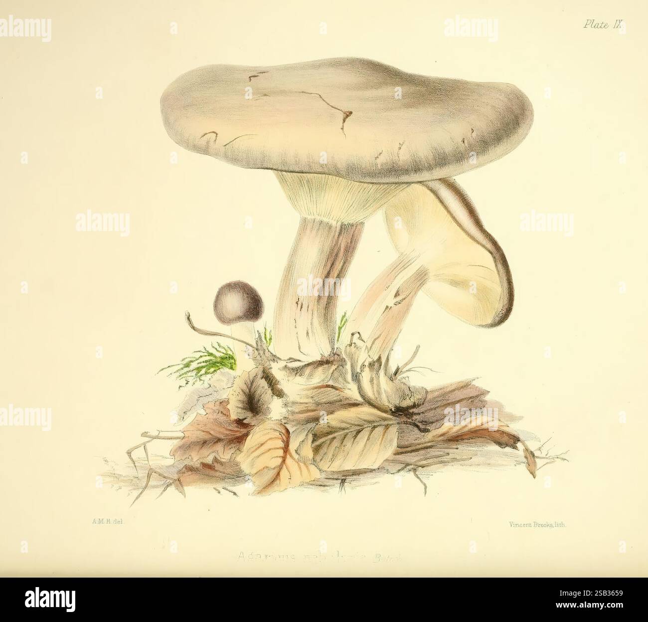 Illustrations of British Mycology, London, Reeve, Benham and Reeve ...