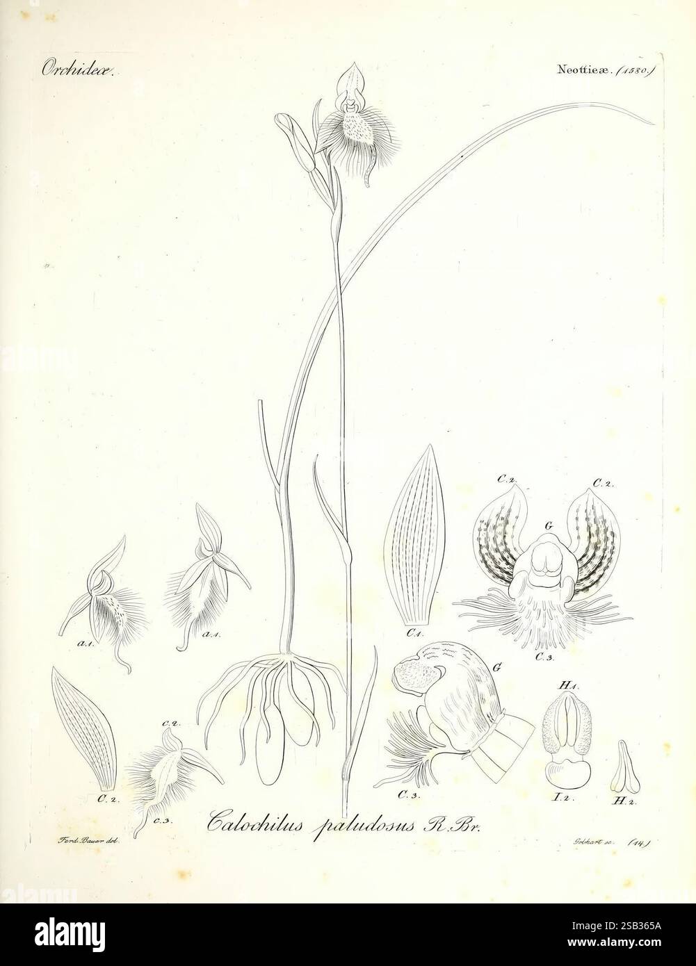 Orchids distinct characteristics hi-res stock photography and images ...