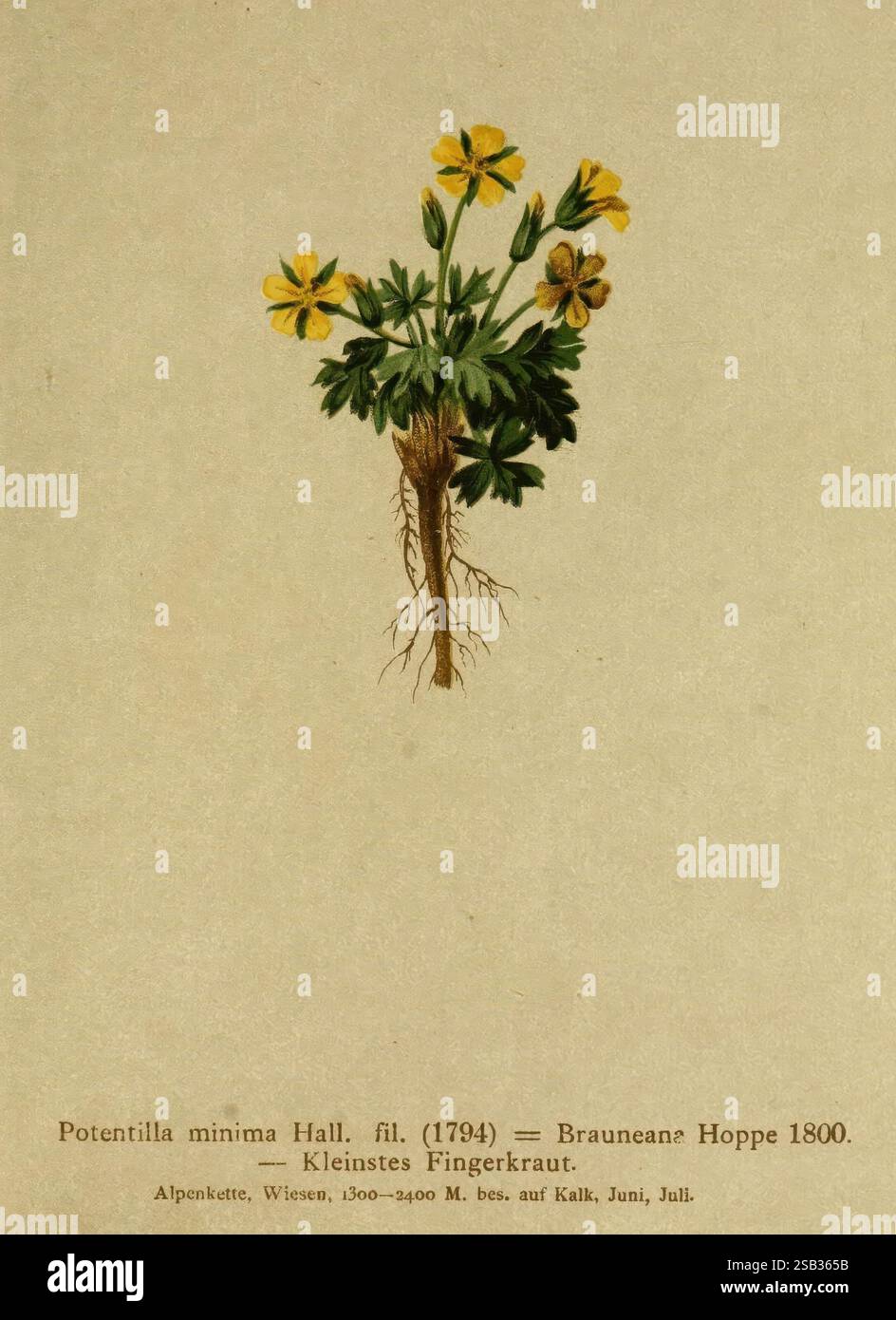 Smallest cinquefoil hi-res stock photography and images - Alamy