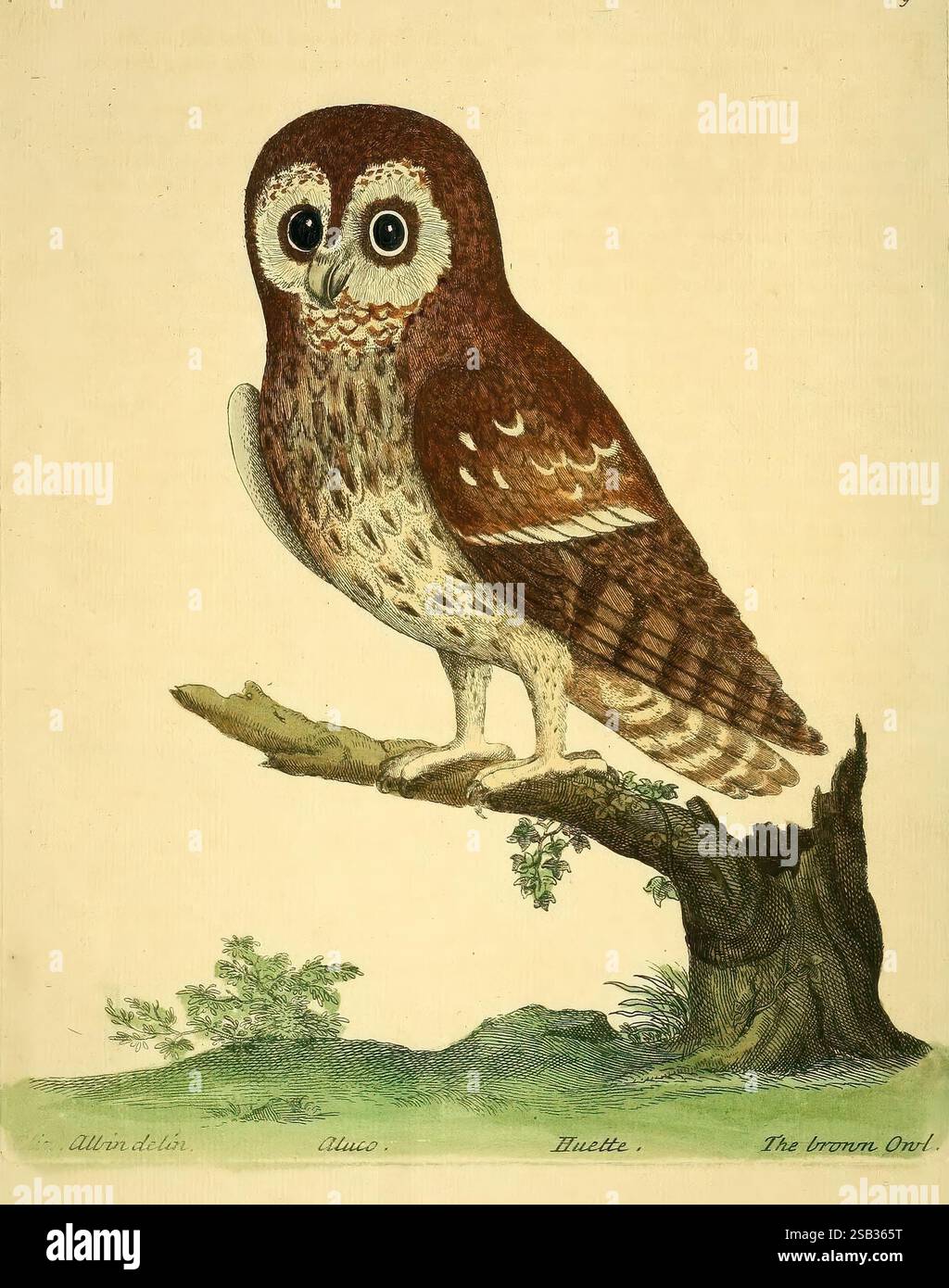 Strix fuscus hi-res stock photography and images - Alamy