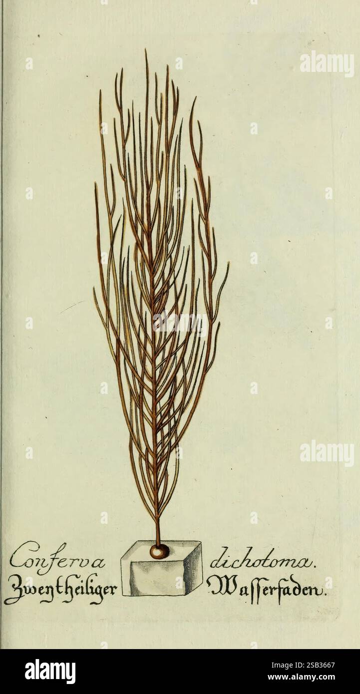 Slender water threads hi-res stock photography and images - Alamy