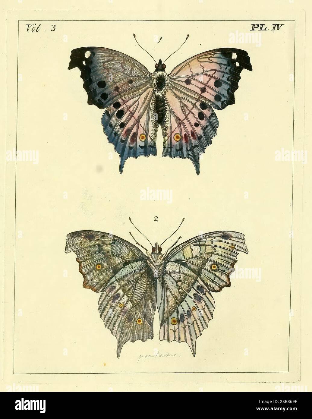 Artwork displays two intricately illustrated butterflies hi-res stock ...
