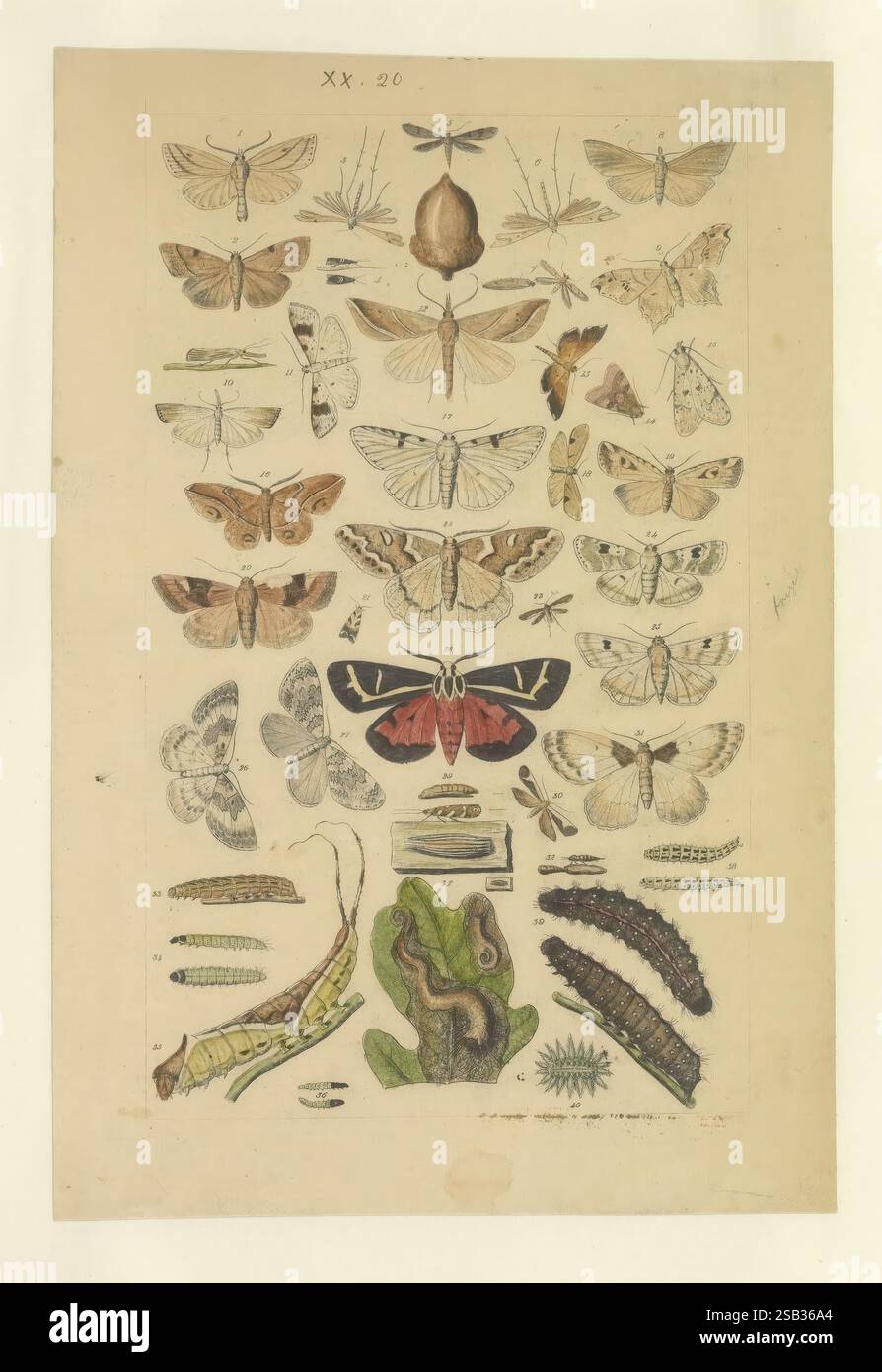 Display features numerous species hi-res stock photography and images ...