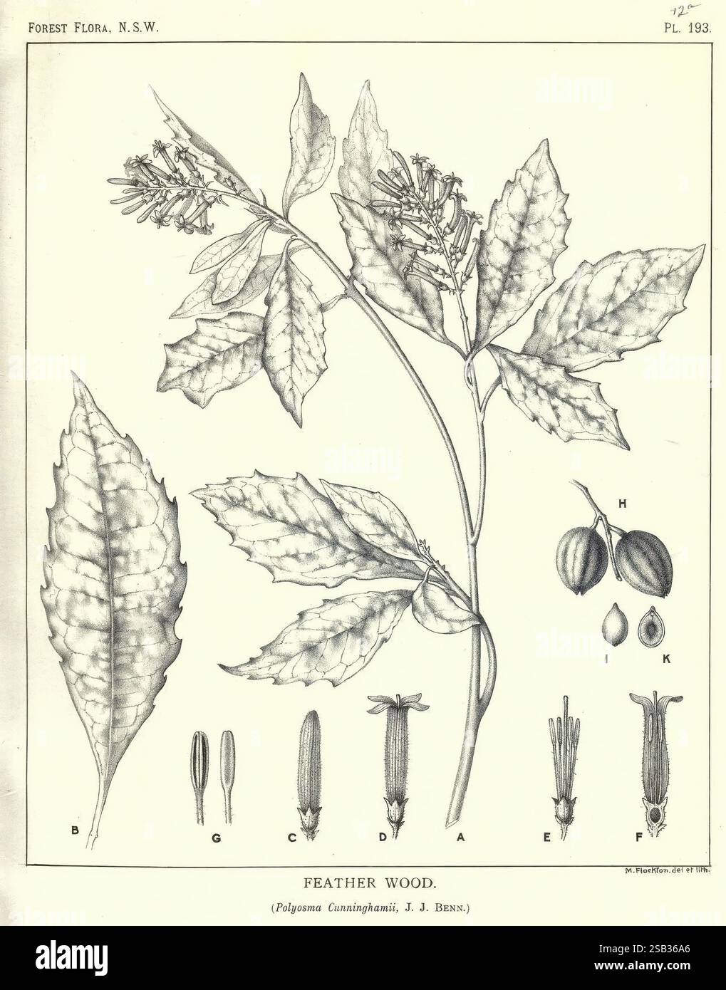 The forest flora of New South Wales Sydney W. A. Gullick 1902-1925 ...