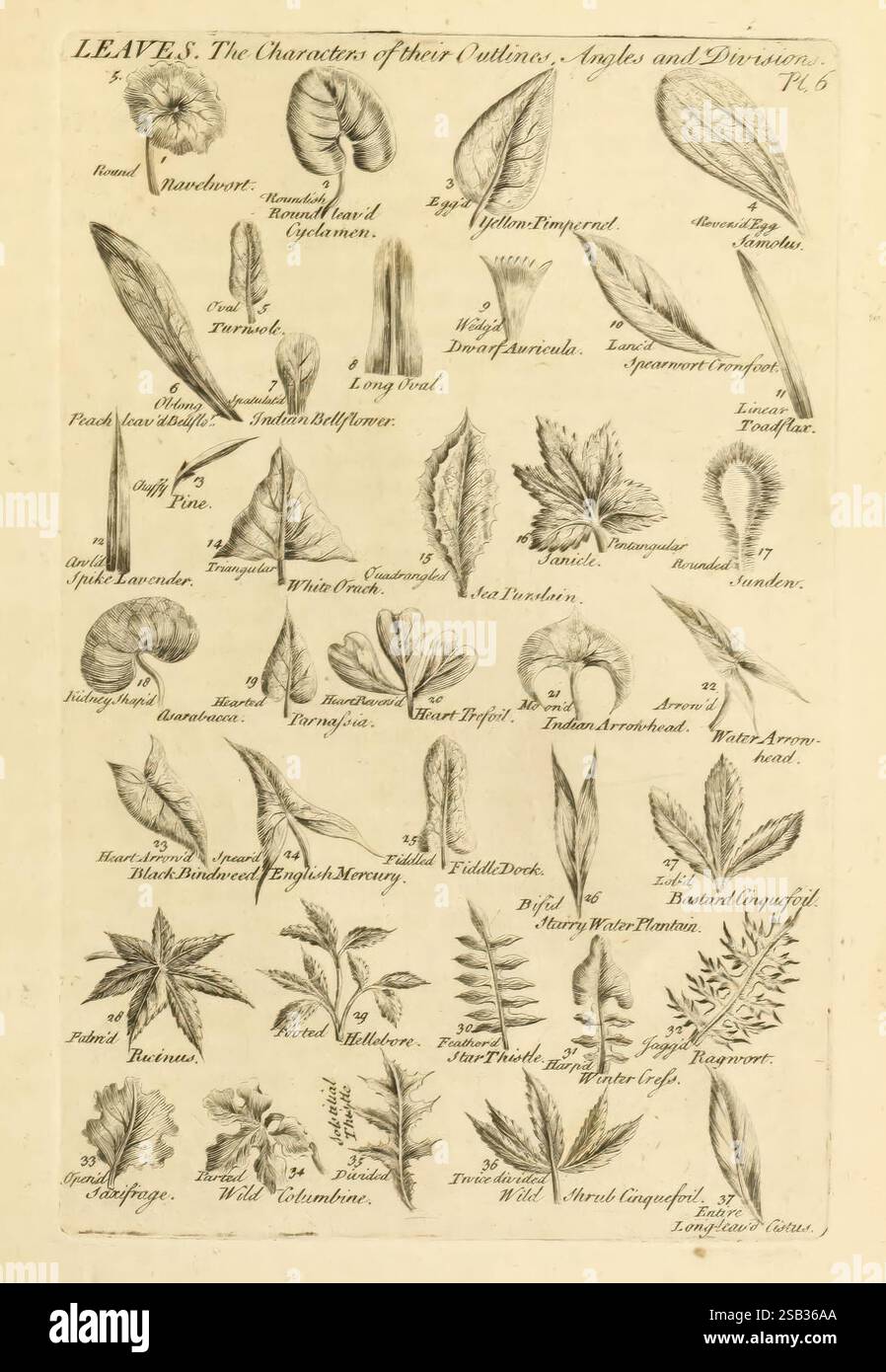 Facilitating botanical identification hi-res stock photography and ...