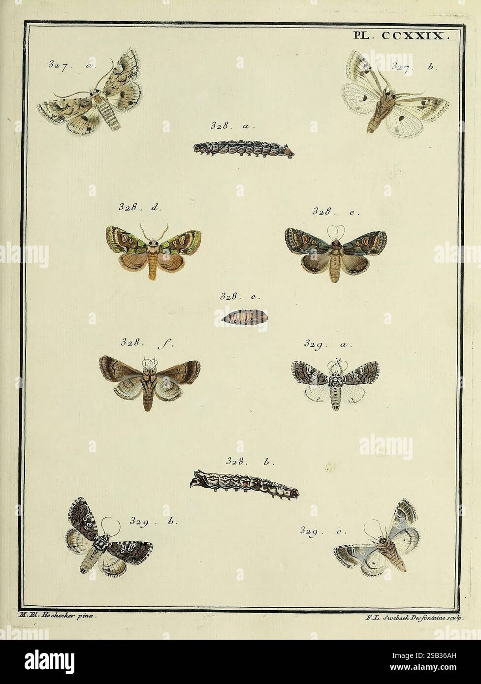 Top row displays two distinct moth species hi-res stock photography and ...