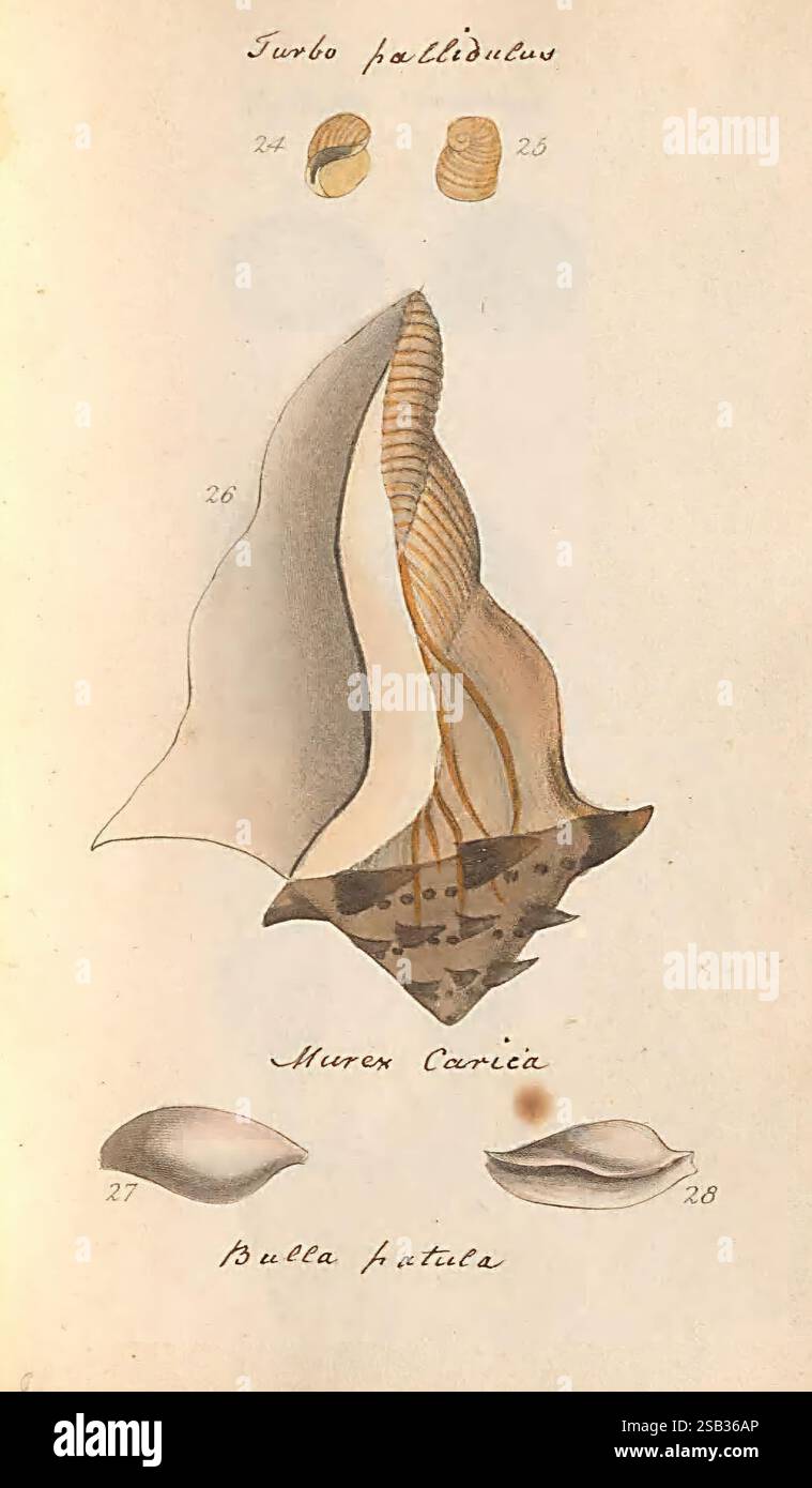 Bulla patula hi-res stock photography and images - Alamy