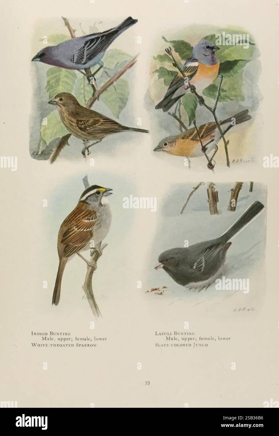 Laurel bunting hi-res stock photography and images - Alamy