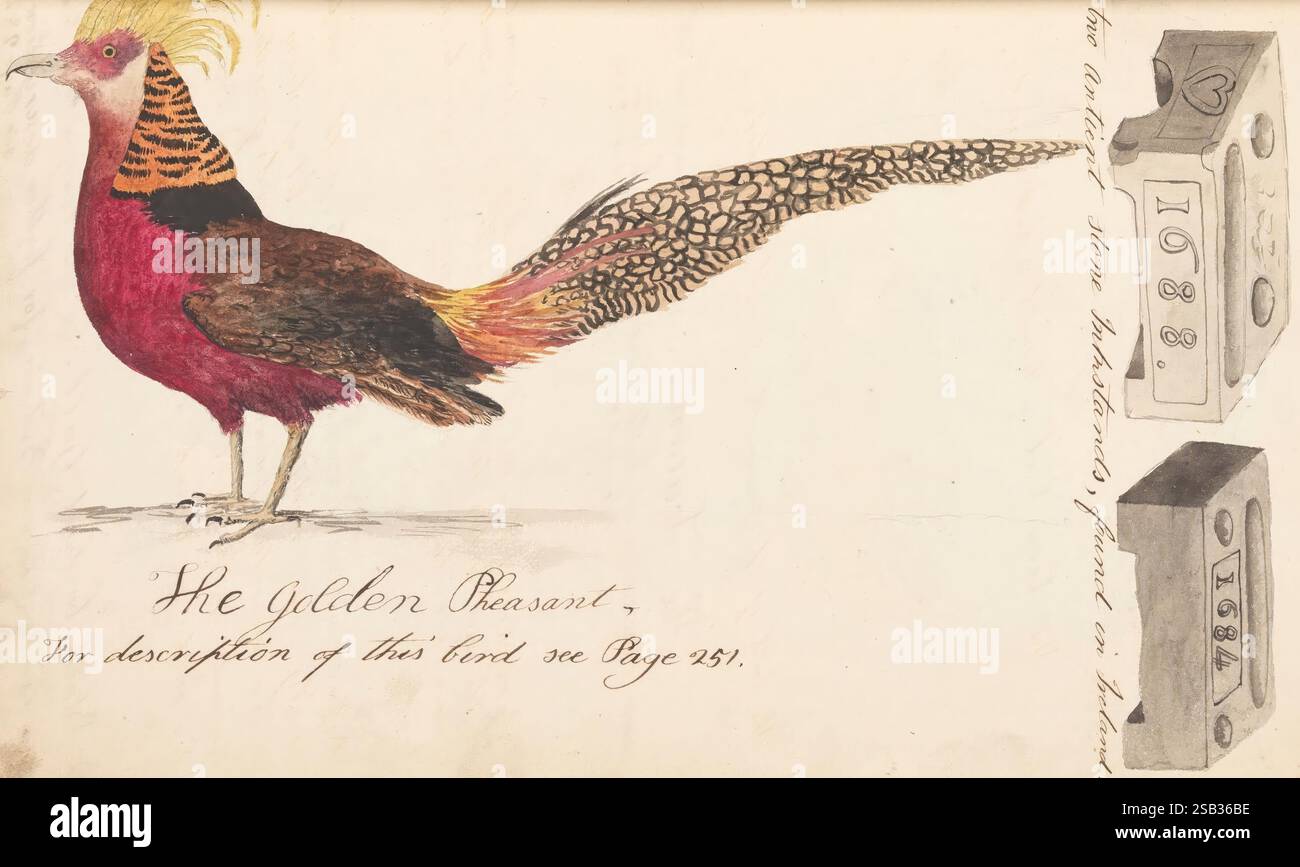 Golden pheasants characteristics hi-res stock photography and images ...