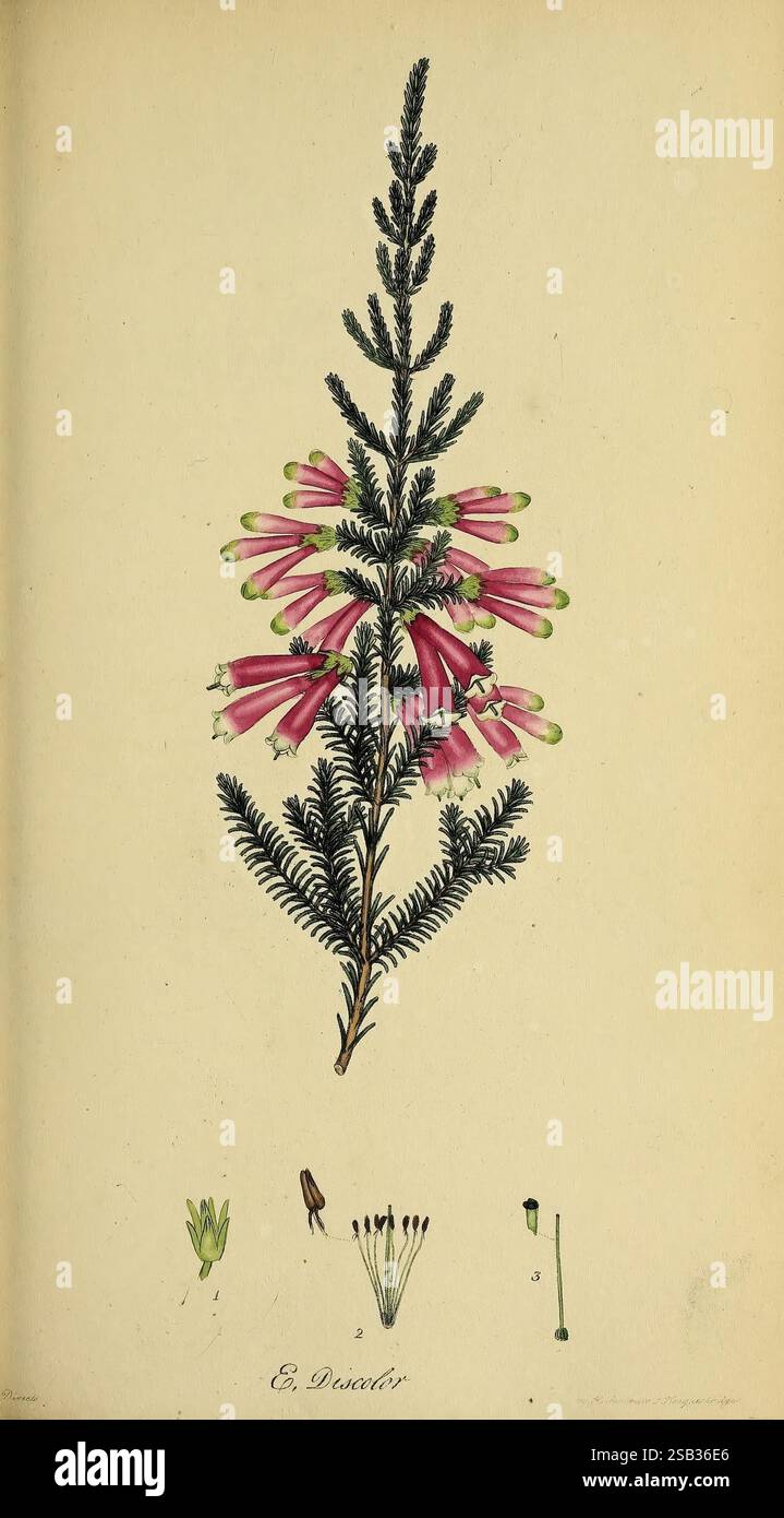 The Heathery, or A Monograph of the Genus Erica, London, Henry G. Bohn ...
