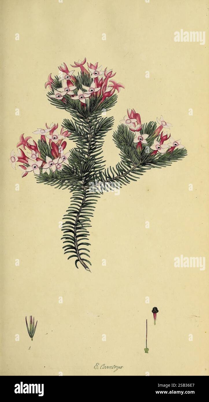 The, heathery, or A, monograph, of, the, genus, Erica, London, Henry, G ...