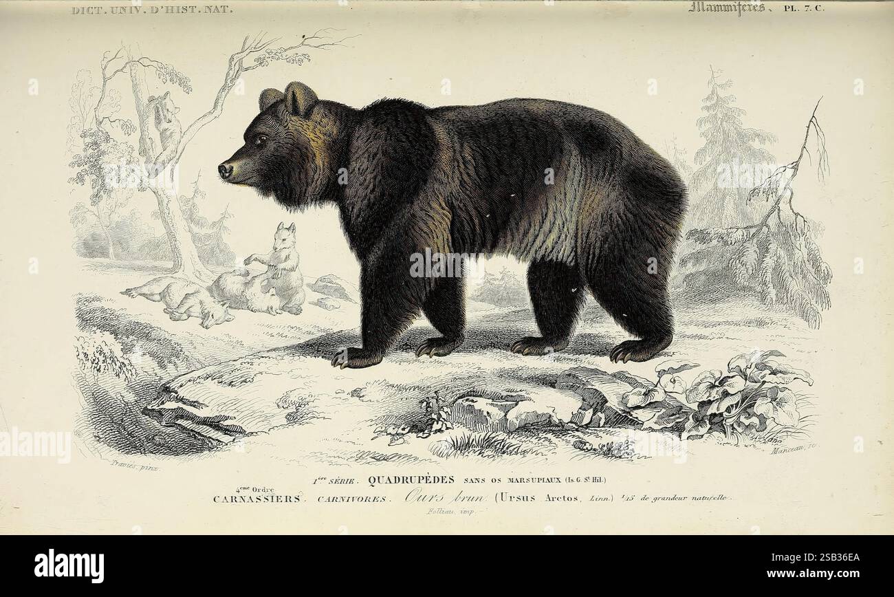 Powerful limbs depicted hi-res stock photography and images - Alamy