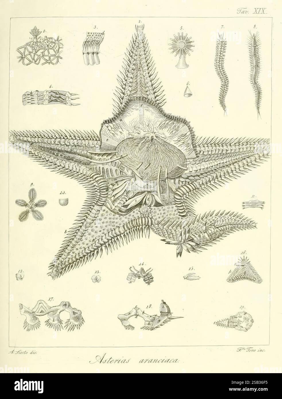 Starfishs characteristic five arms hi-res stock photography and images ...