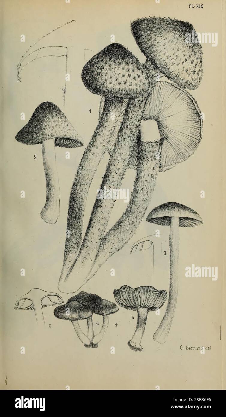 Appreciation of mycology hi-res stock photography and images - Alamy
