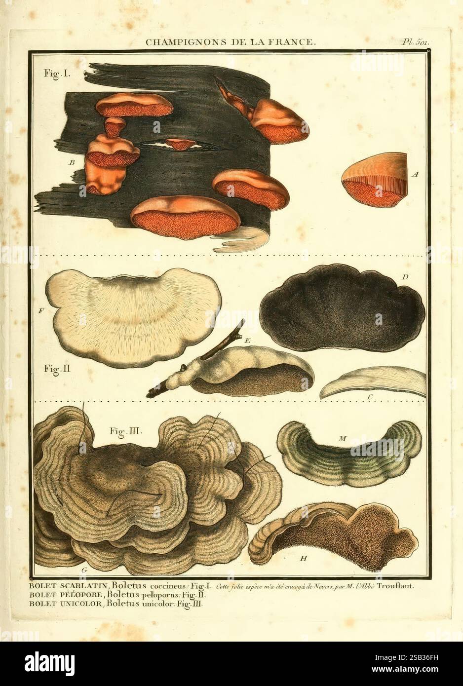 Top section displays mushrooms hi-res stock photography and images - Alamy