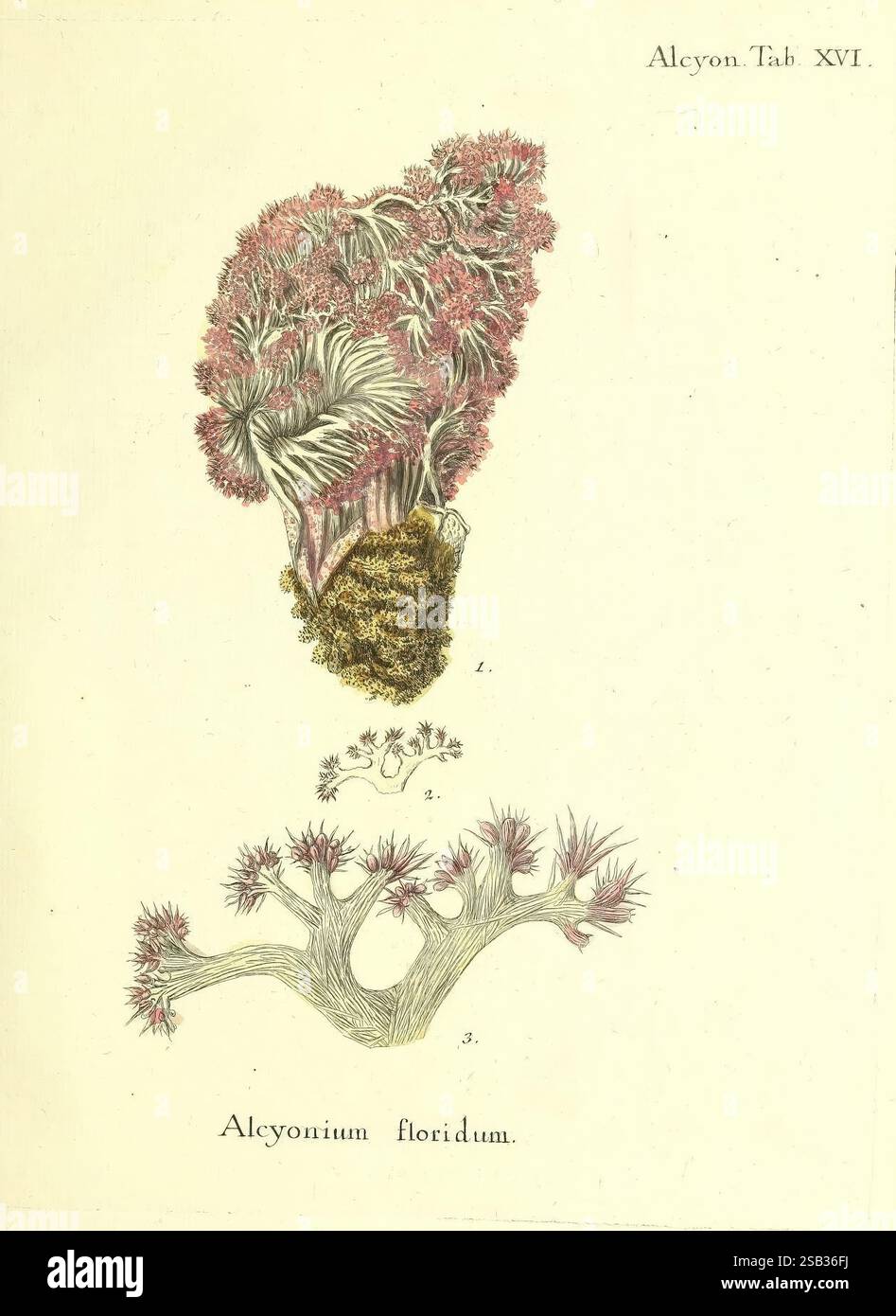 Species alcyonium floridum hi-res stock photography and images - Alamy