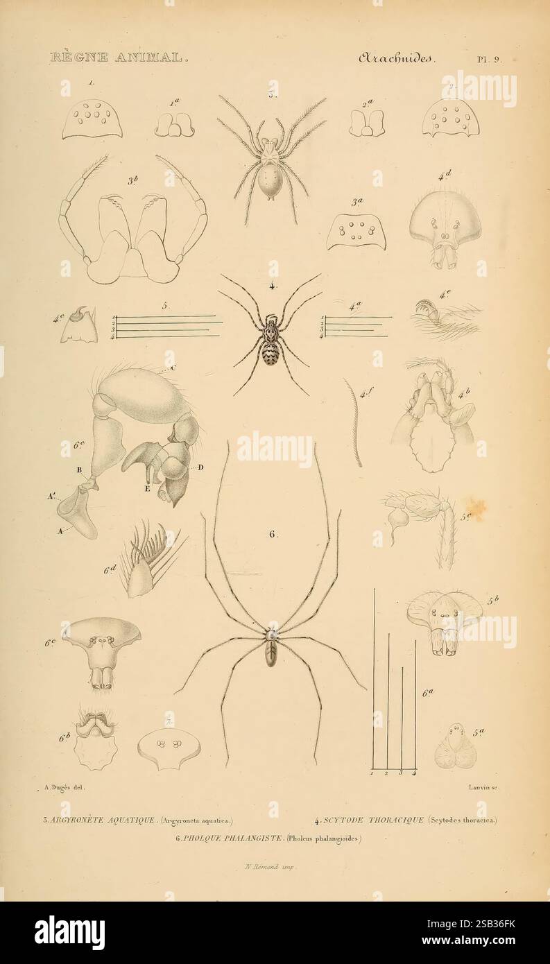 Le règne animal distribué d'après son organisation, Paris, 1836-1849 ...