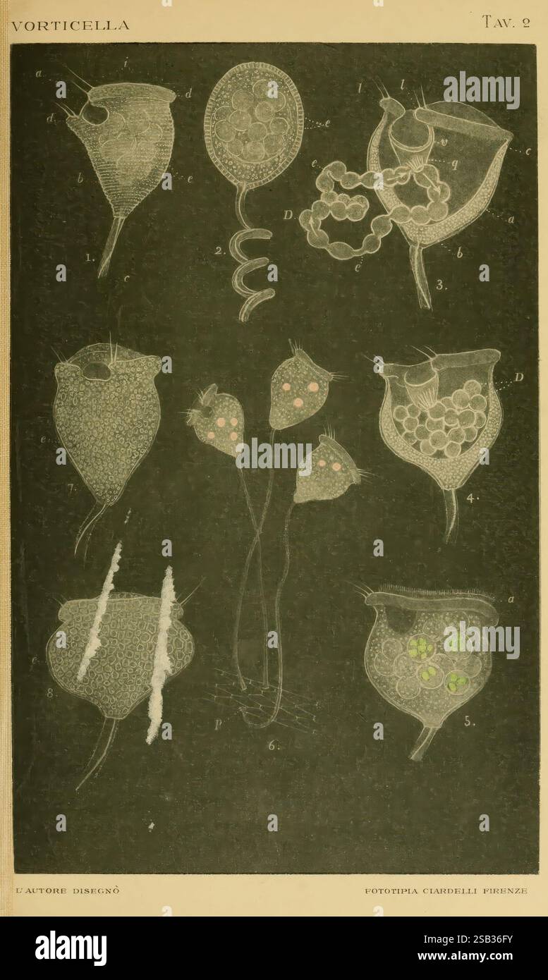 Genesis, organization, metamorphosis, infusoria, protista, Museum of ...