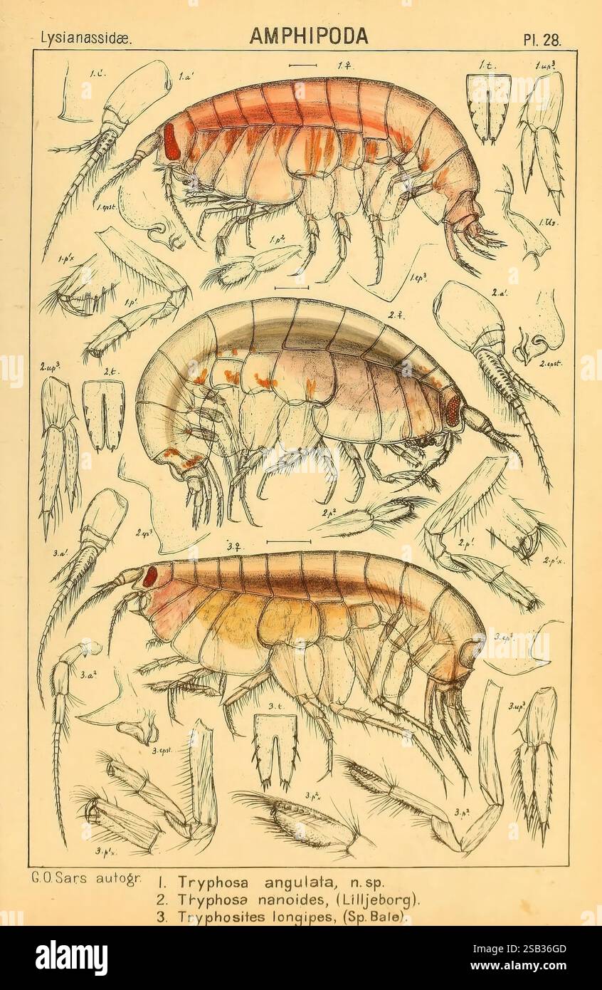 Showcasing detailed anatomical views hi-res stock photography and ...