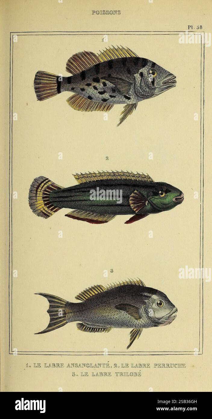 Oeuvres du comte de Lacépède Paris P. Duménil 1836 Natural history ...