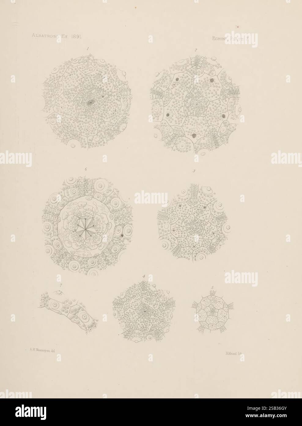 Six distinct patterns hi-res stock photography and images - Alamy