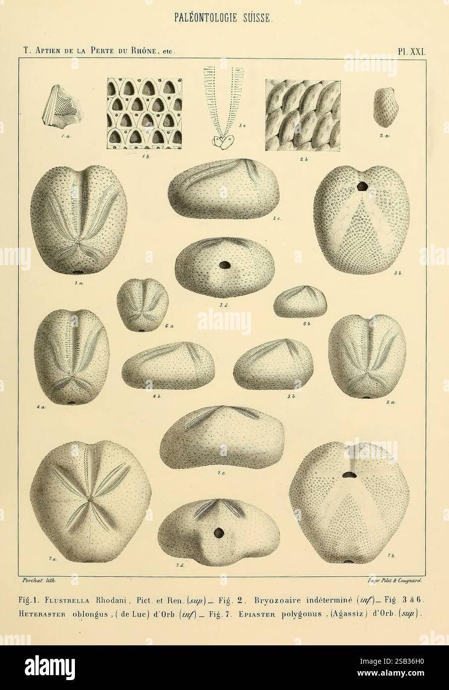 Oval shell structures hi-res stock photography and images - Alamy