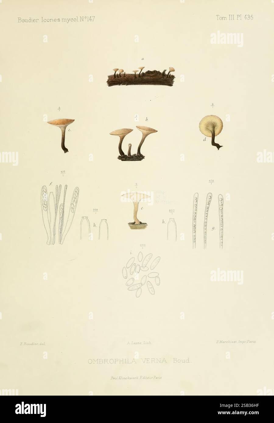 Funguss characteristics hi-res stock photography and images - Alamy