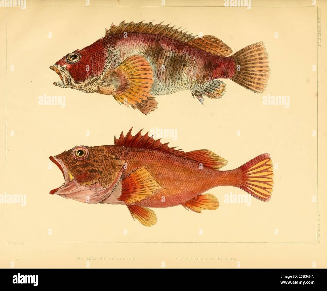 Notes on some figures of Japanese fish Washington, s.n, 1856? Japan ...