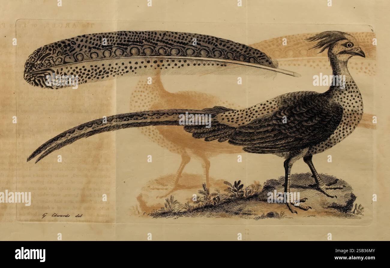 Showcasing elegant feather patterns hi-res stock photography and images ...