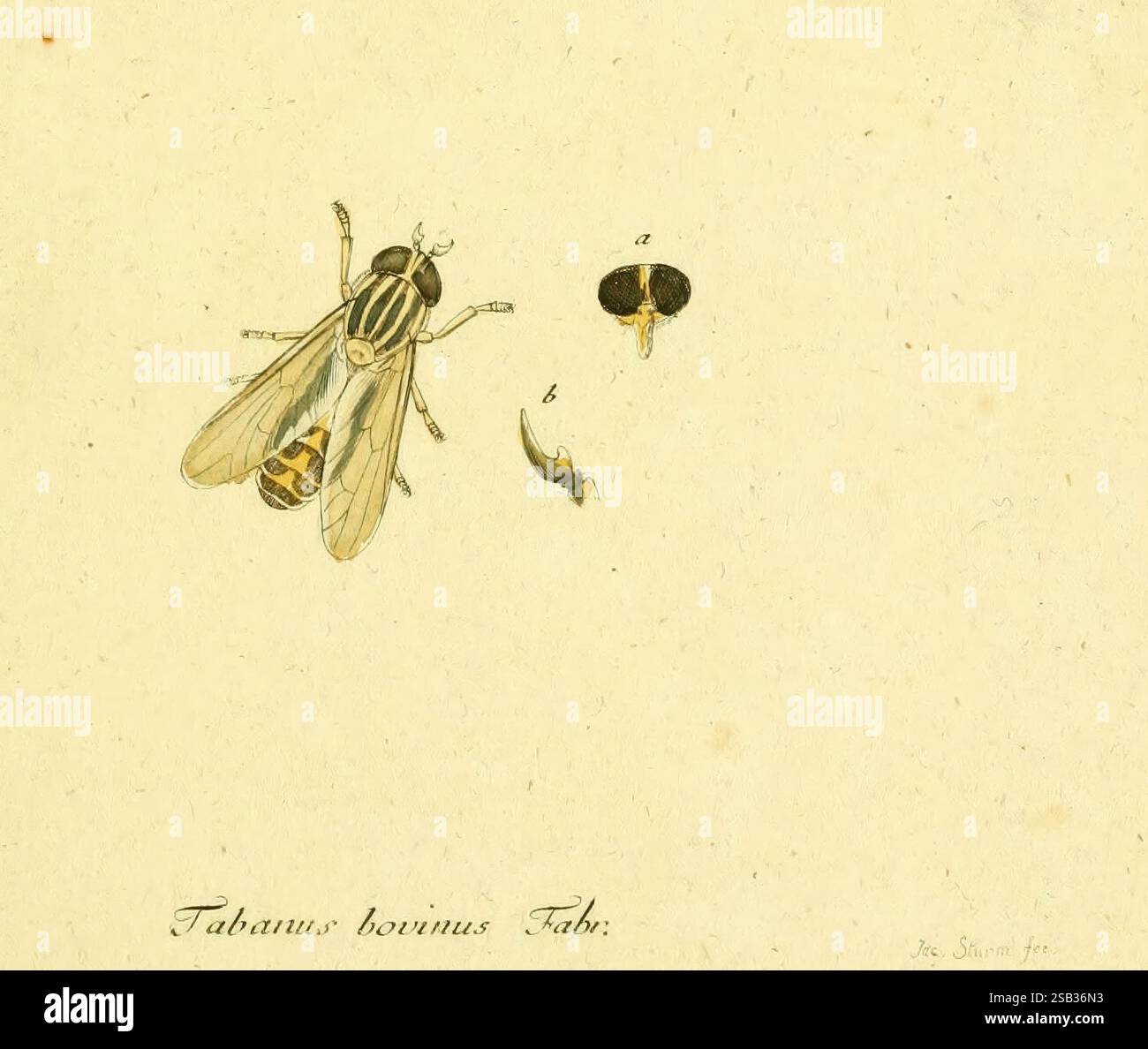 Labeled diagrammatic representations hi-res stock photography and ...