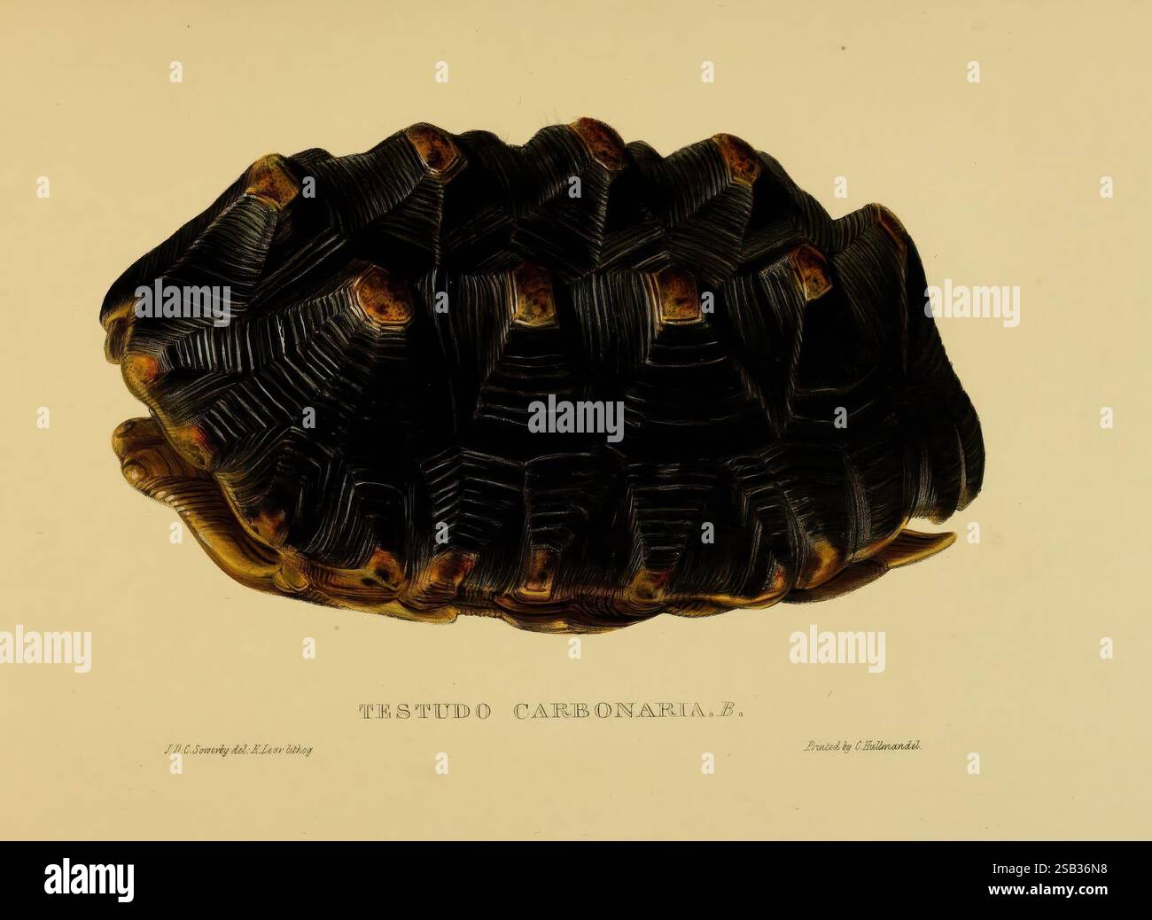 Tortoises, terrapins, and turtles London, Paris, and Frankfurt, H ...