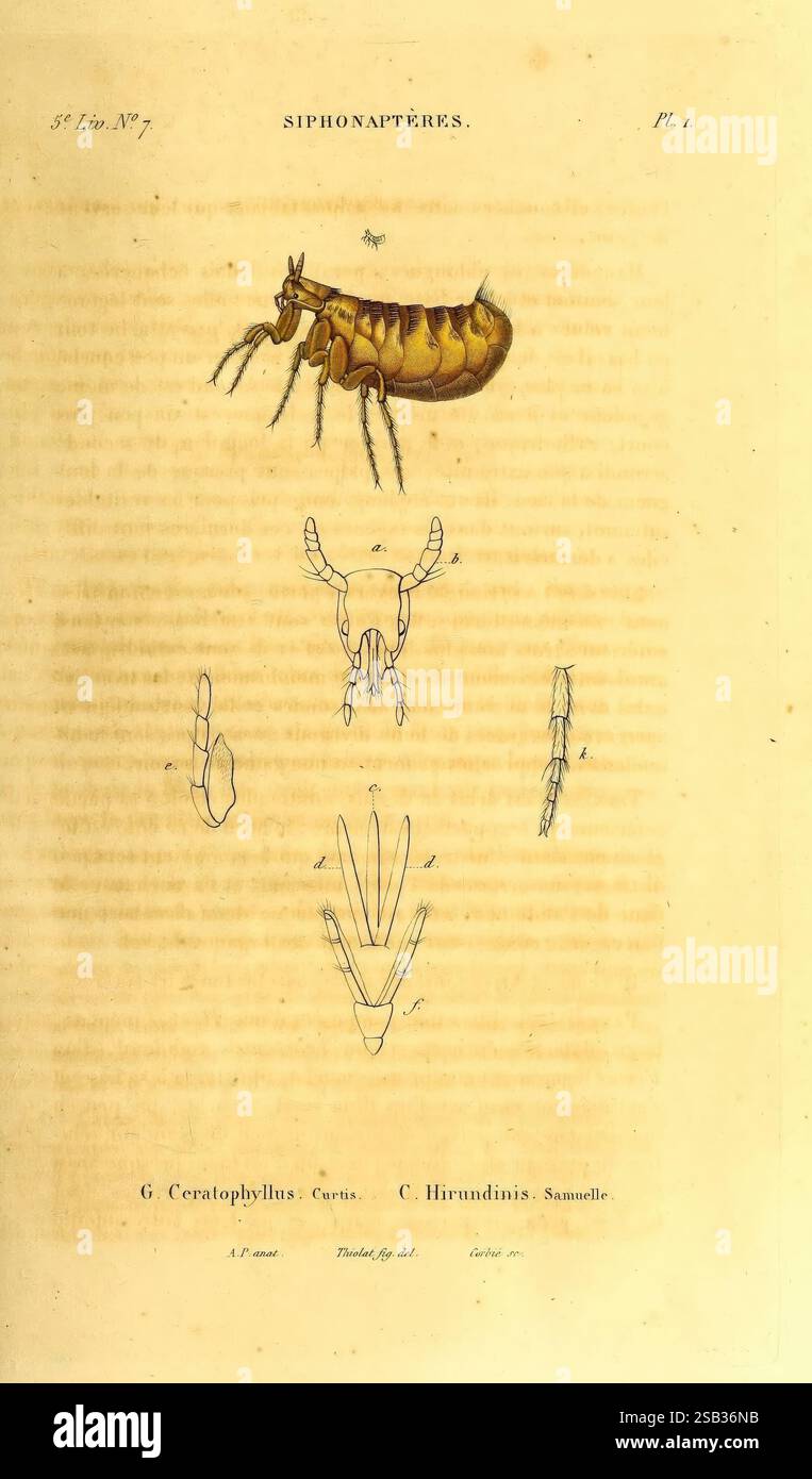 Differentiated structures hi-res stock photography and images - Alamy