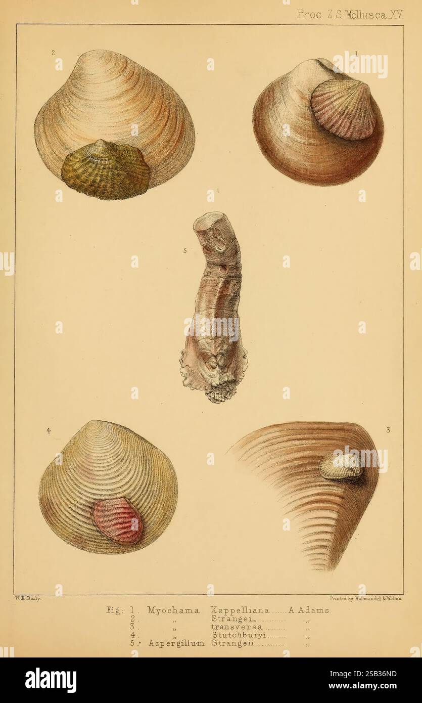 Proceedings of the Zoological Society of London, London, Academic Press ...