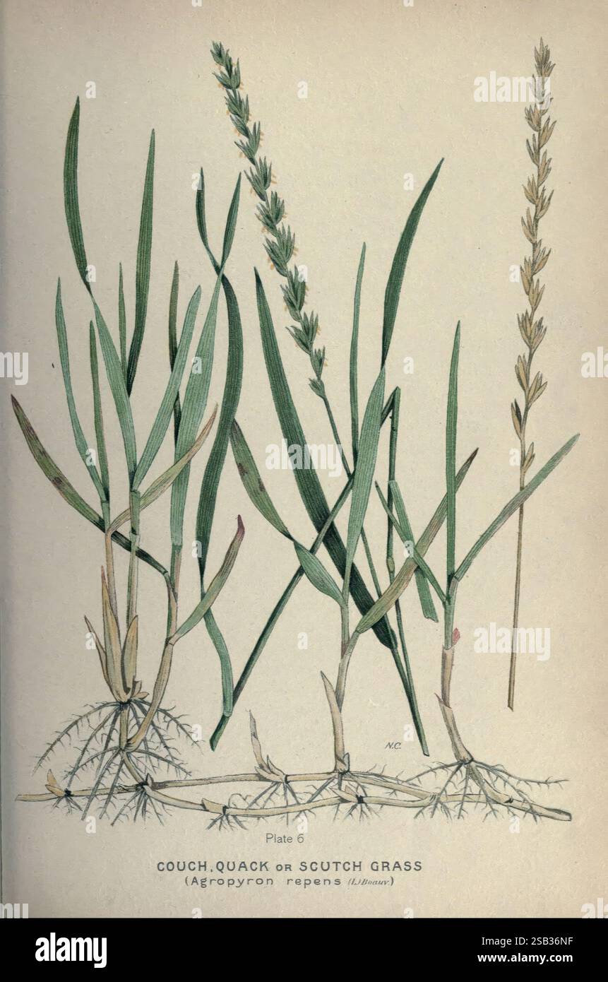 Farm weeds of Canada Ottawa Dept. of Agriculture 1923 botany Canada ...